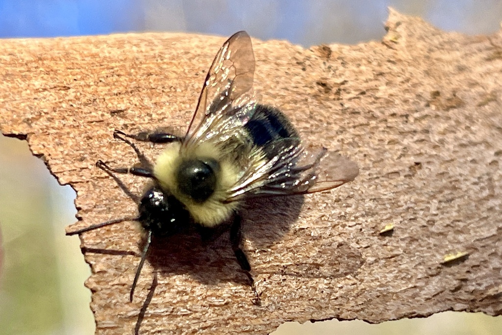 Common Eastern Bumble Bee from St. Joe State Park, Park Hills, MO, US ...