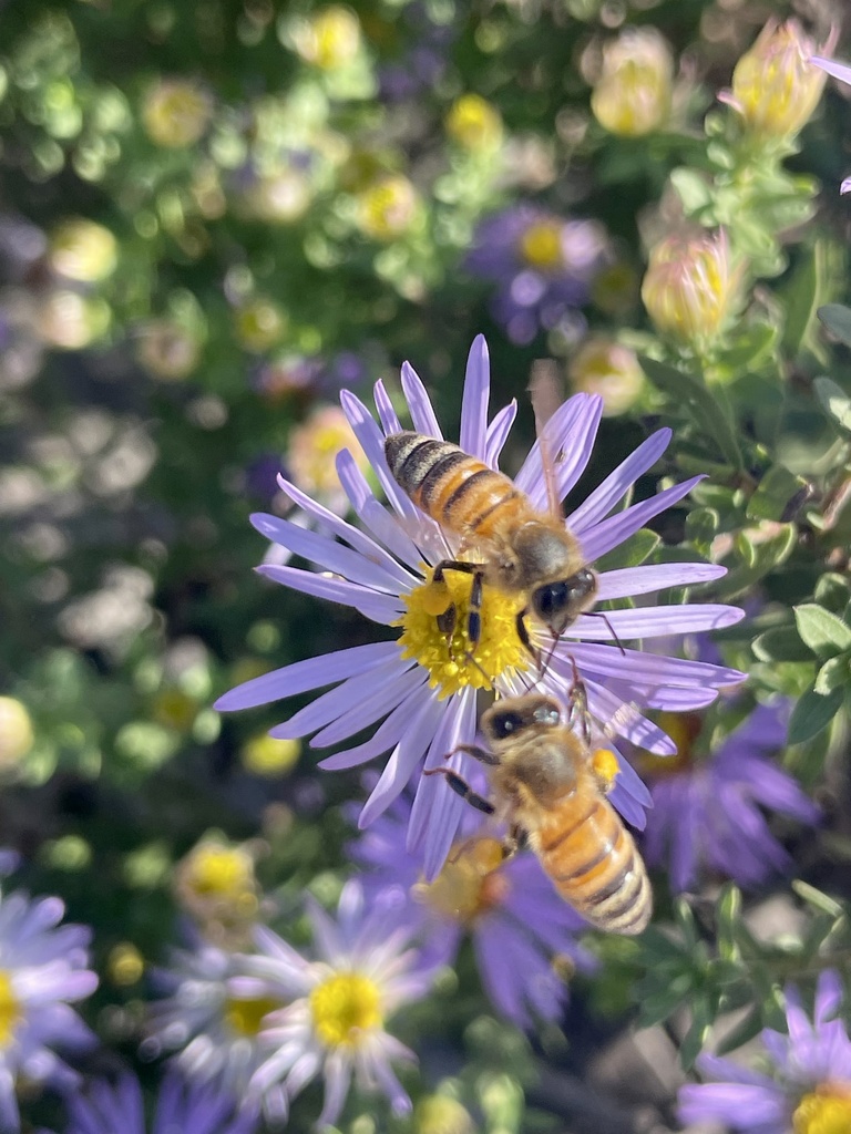 Western Honey Bee from Springer Blvd, Little Rock, AR, US on November 6 ...
