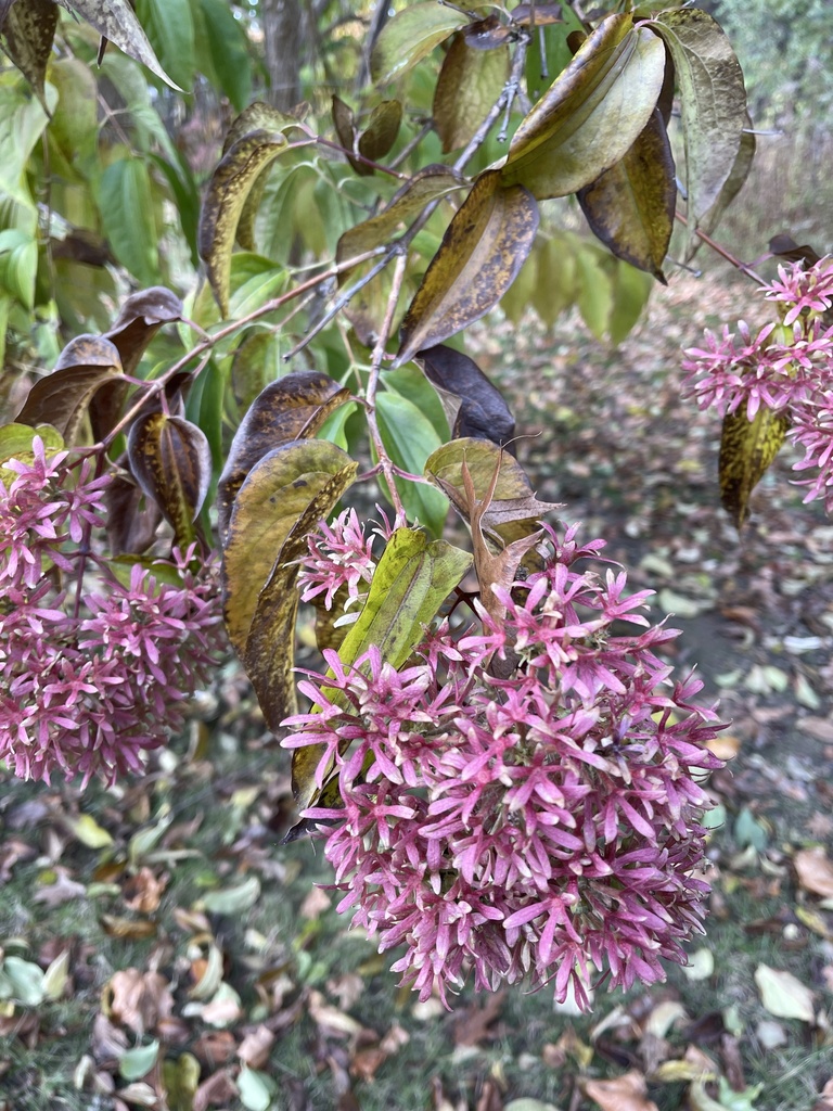 Seven Sons Tree from Kemble St, Lenox, MA, US on November 6, 2023 at 02 ...