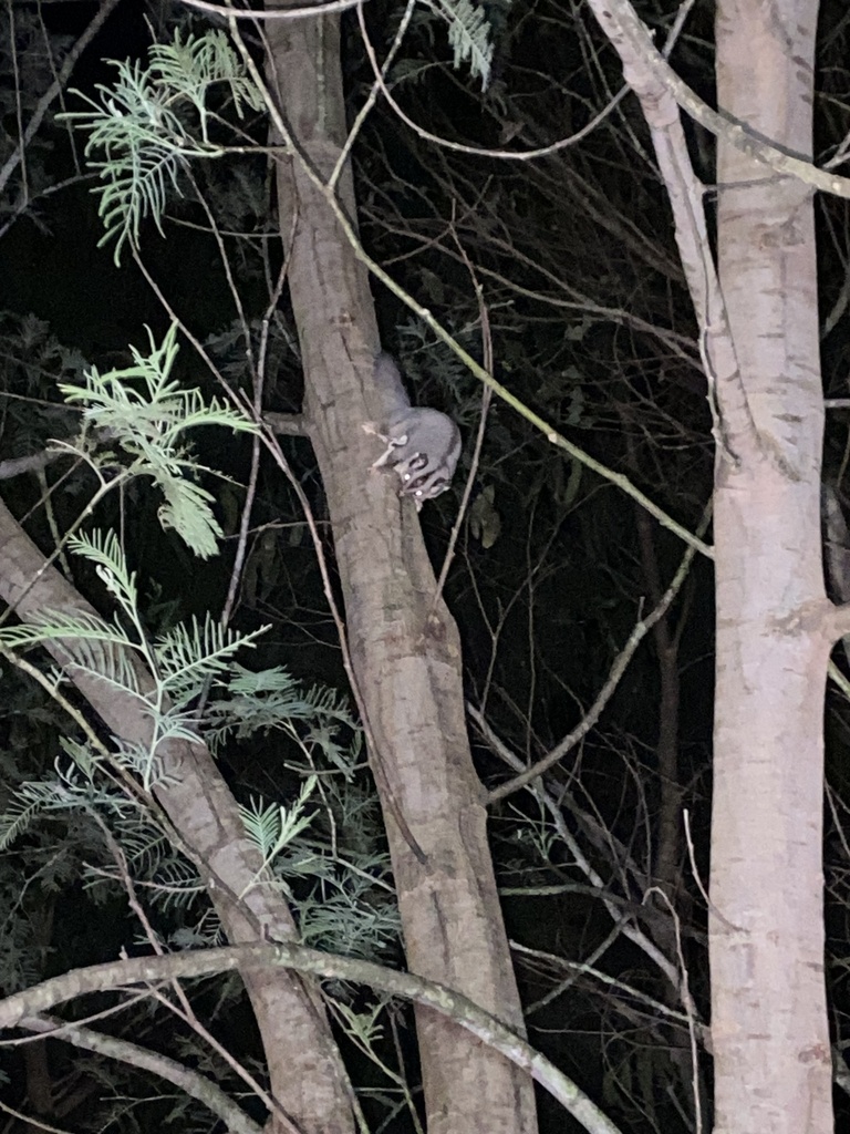 Sugar Glider from Haining Park, Launching Place, VIC, AU on October 6 ...
