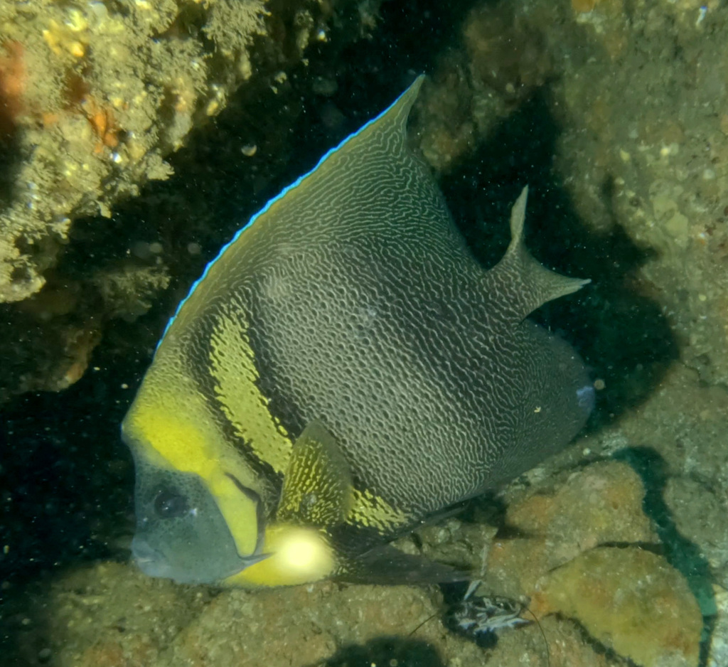 Cortez Angelfish from Orange County, CA, USA on November 4, 2023 at 11: ...