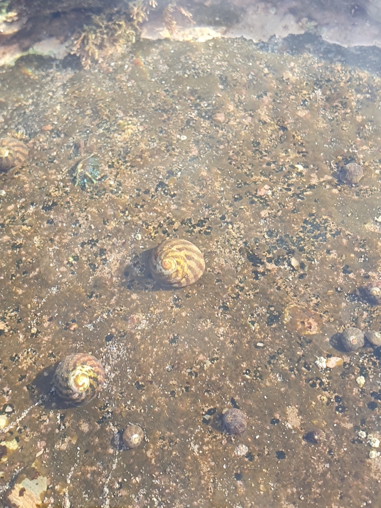 Striped Topshell from South Africa on November 6, 2023 at 06:16 AM by ...