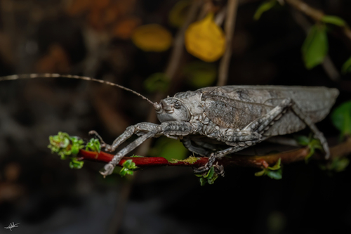Sathrophyllia arabica · iNaturalist