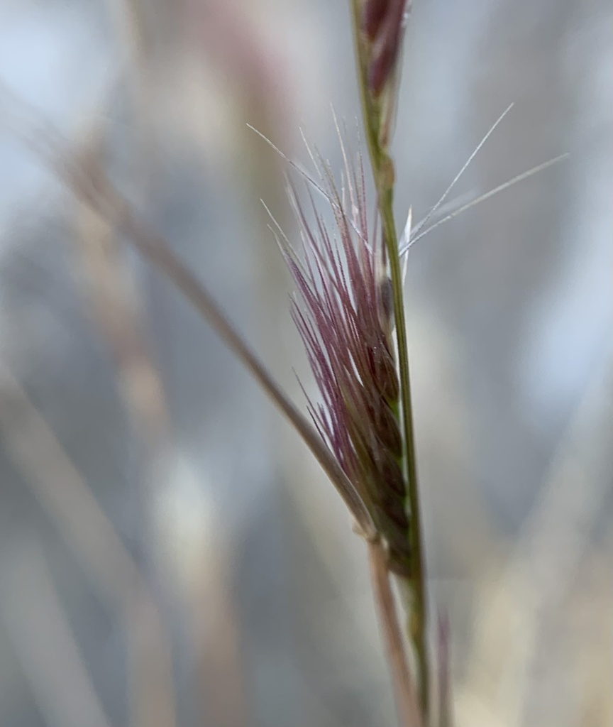 Red Grama from Nipton, CA, US on October 25, 2023 at 08:35 AM by Duncan ...