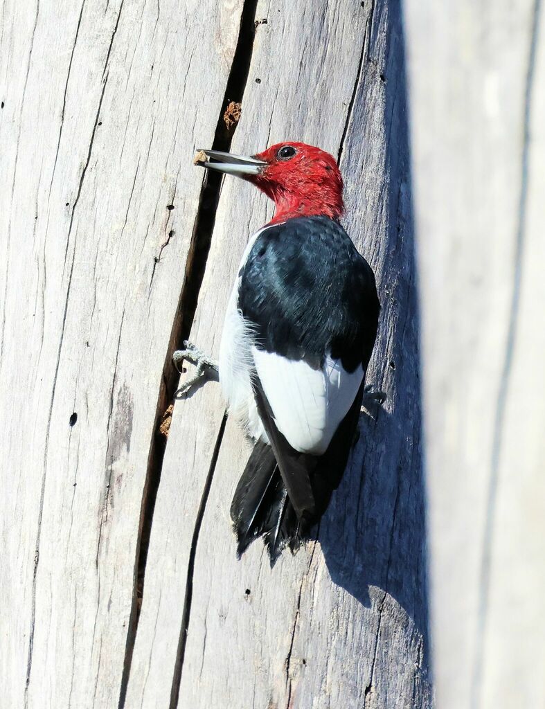 Red-headed Woodpecker from Seager Park District, Naperville, IL, USA on ...