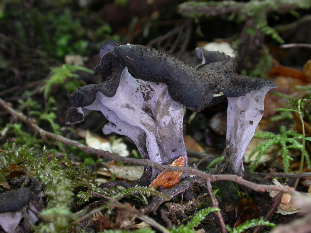 Horn-of-plenty (Northumbrian Fungi) · iNaturalist