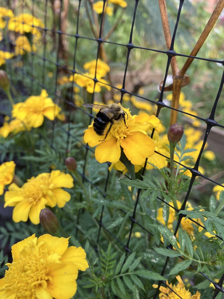 Common Eastern Bumble Bee from Greenwood Ave, Takoma Park, MD, US on ...