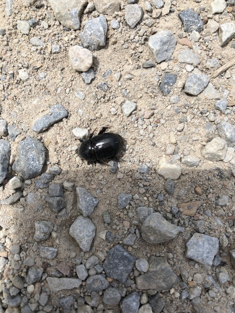 Scarabaeiform Beetles from Central Park, Malvern East, VIC, AU on ...