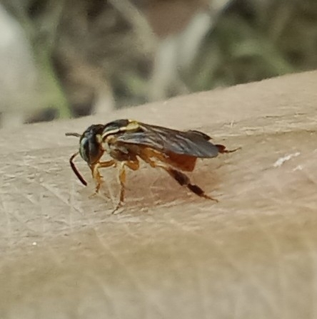 Plebeia jatiformis from Reserva Natural El Arrullo on November 6, 2023 ...