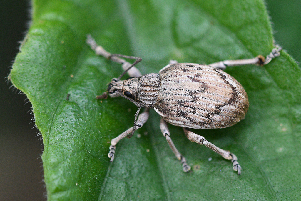 Broad-nosed Weevils from Seaview Rd, Uitenhage Farms, Gqeberha, 6018 ...