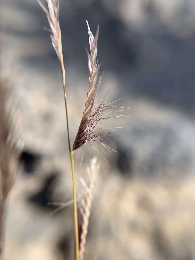 Red Grama from Nipton, CA, US on October 26, 2023 at 11:06 AM by Duncan ...