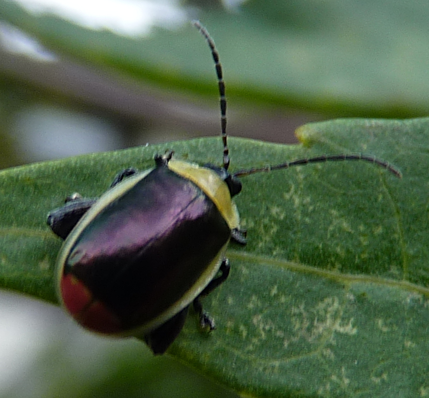 Oedionychina from Baños de Agua Santa, Ecuador on October 5, 2023 at 12 ...
