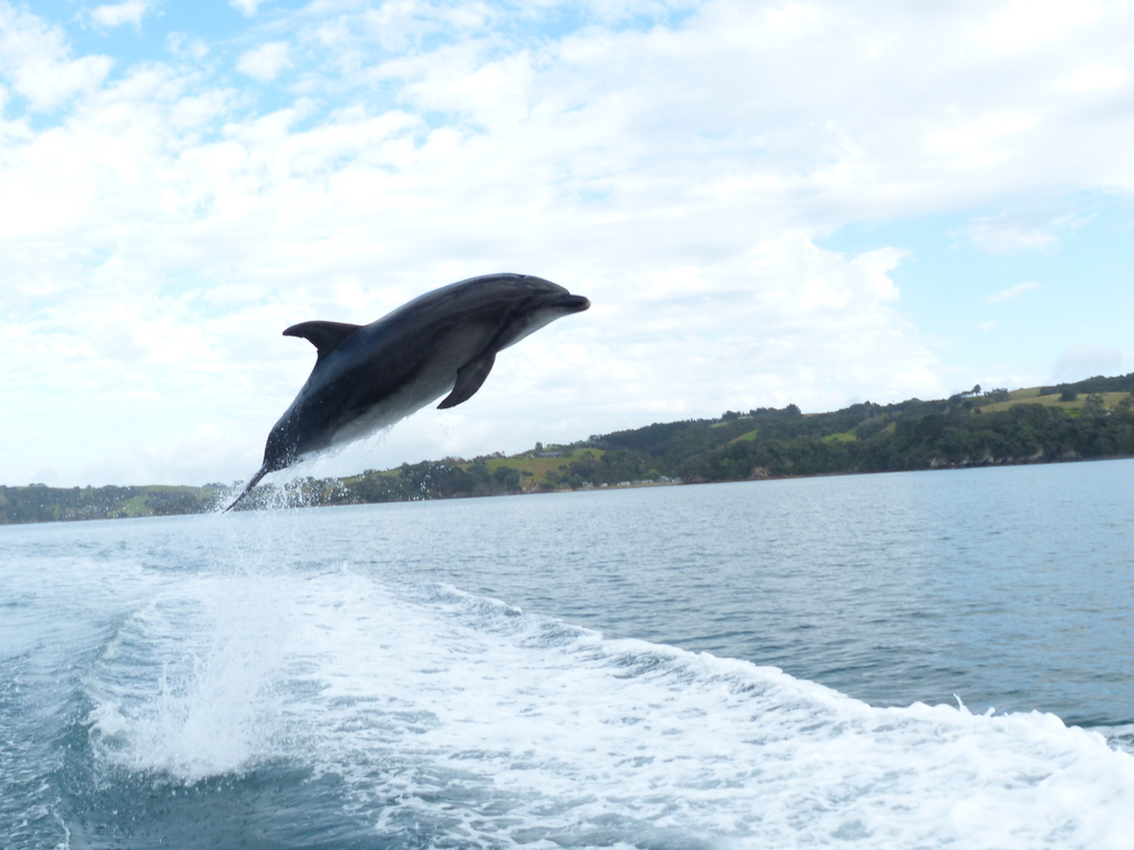 Common Bottlenose Dolphin from Hauraki Gulf / Tīkapa Moana on January ...