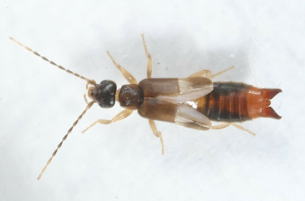 Lesser Earwig from Lindhorst, Deutschland on September 5, 2023 at 09:54 ...
