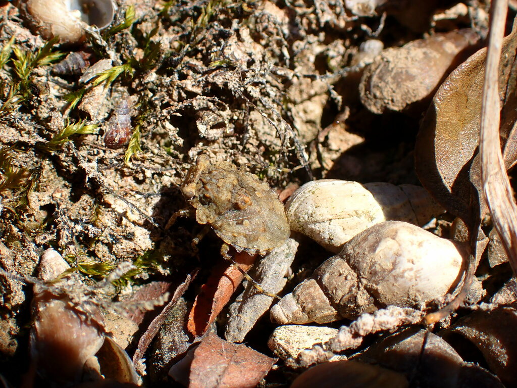 Big-eyed Toad Bug from Rutherford County, TN, USA on November 6, 2023 ...