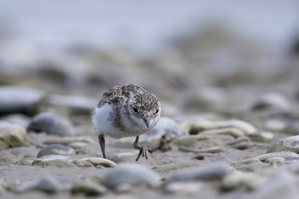 New Zealand Double-banded Plover in November 2023 by Ben Ackerley. 3 ...