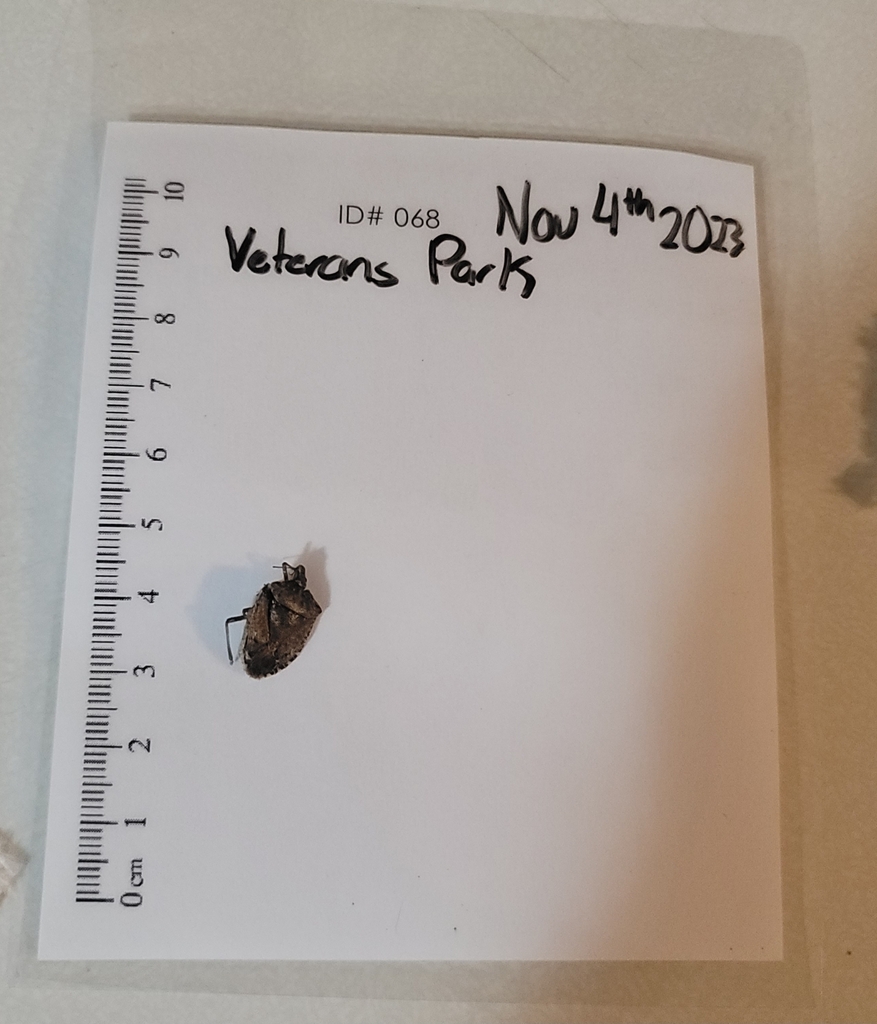 Stink Bugs, Shield Bugs, and Allies from North End, Bridgeport, CT, USA ...