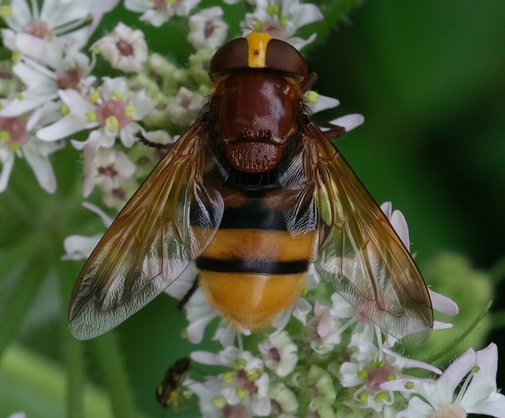 Hornet Mimic Hover Fly from 31699 Beckedorf, Deutschland on July 22 ...