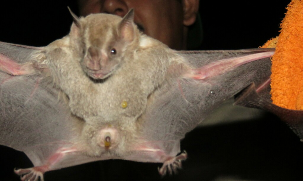 Jamaican Fruit-eating Bat from Tequila, Jal., México on February 26 ...