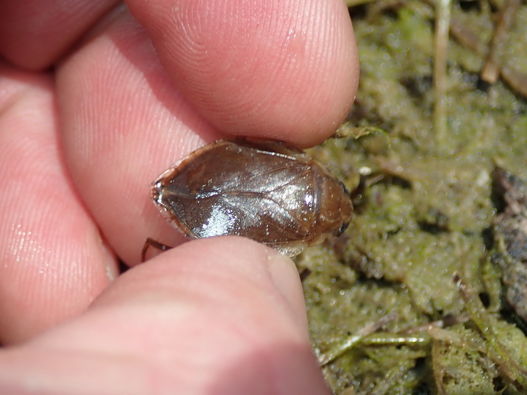Diplonychus from Bangli Regency, Bali, Indonesia on October 1, 2023 at ...