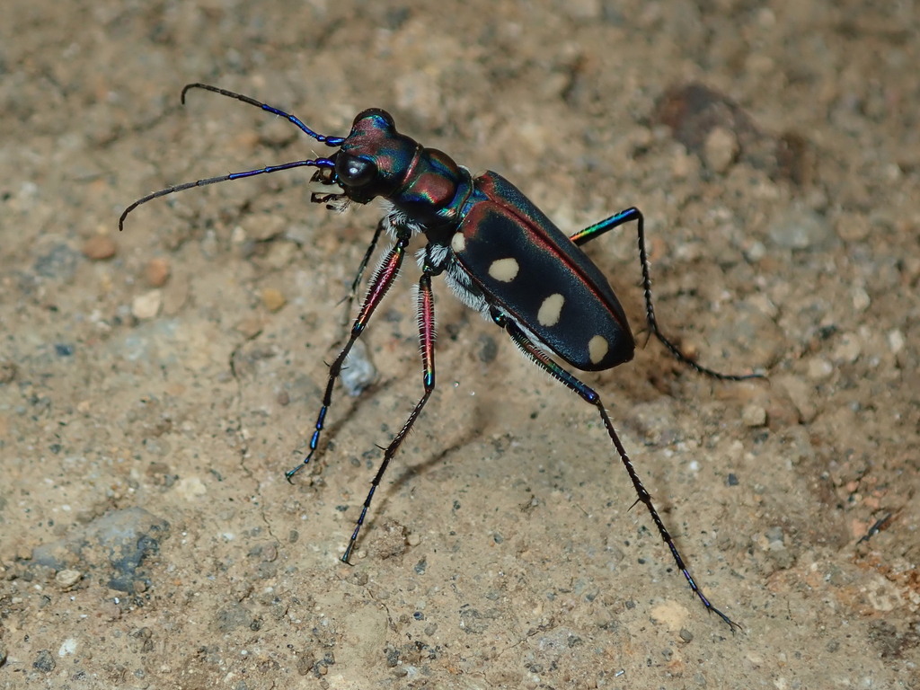 Golden-spotted Tiger Beetle from Tabanan Regency, Bali, Indonesia on ...
