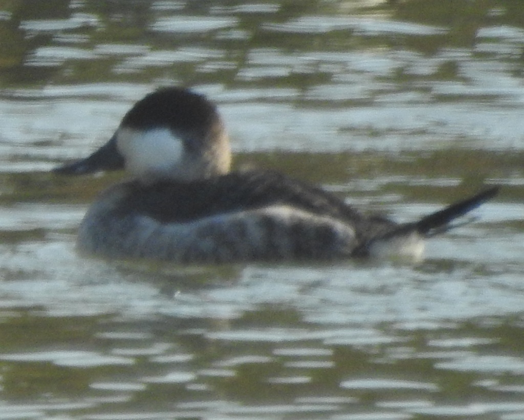 Ruddy Duck from Denton, MD 21629, USA on November 6, 2023 at 09:18 AM ...