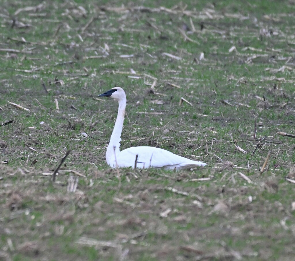 Trumpeter Swan from Logan County, OH, USA on November 5, 2023 at 05:26 ...