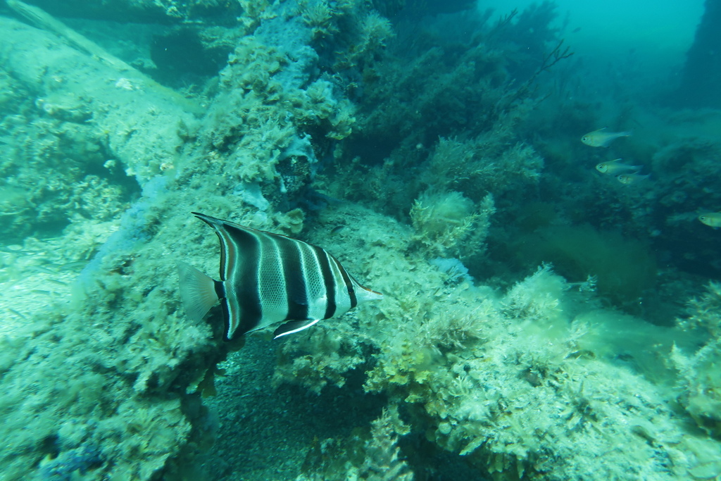 Western Talma from Rapid Bay jetty on November 5, 2023 at 11:57 AM by ...
