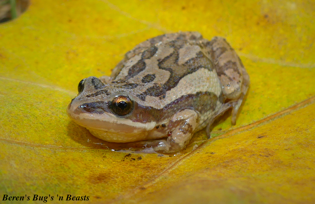 Boreal Chorus Frog (Pseudacris maculata) (Wildlife of the United States ...