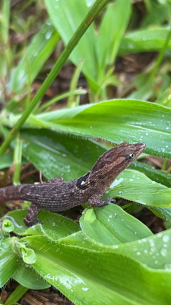 Big-scaled least gecko from Puerto Rico, Caguas, Puerto Rico, US on May ...
