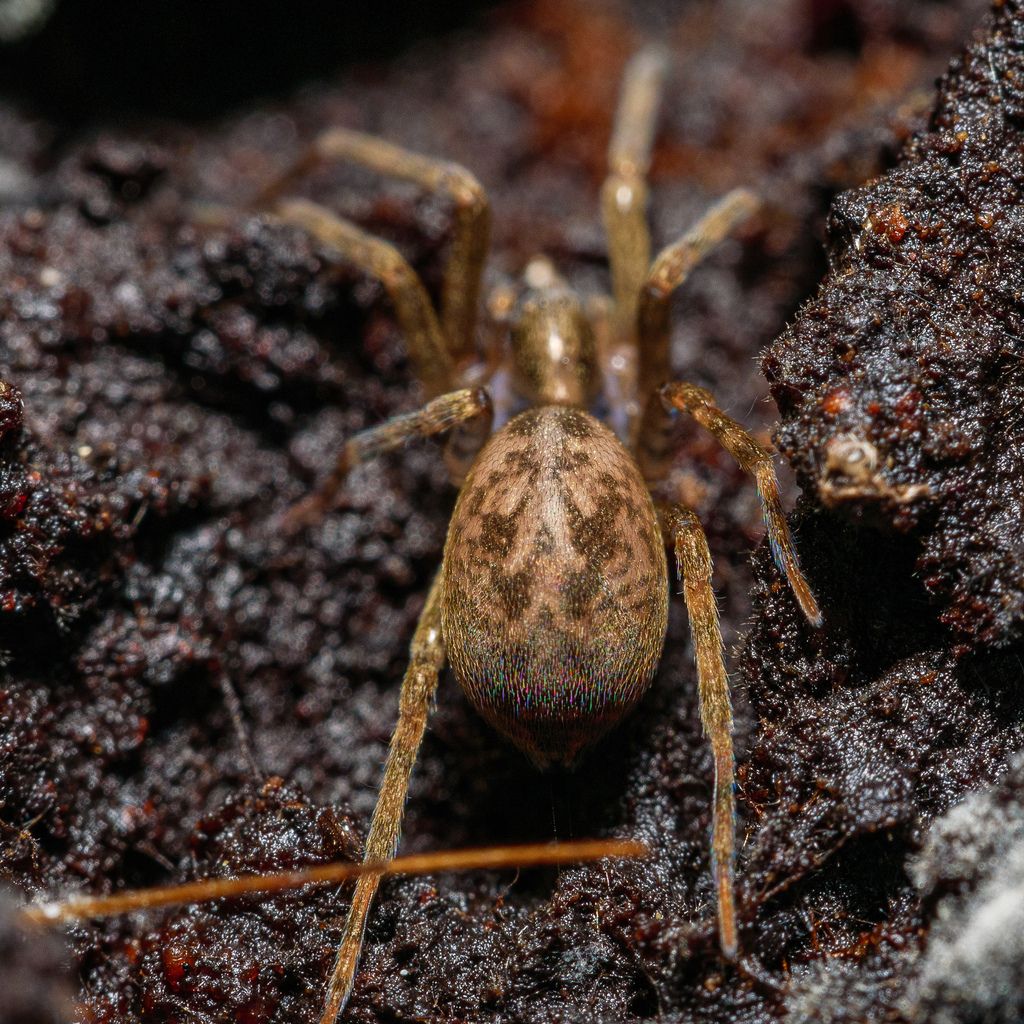 Intertidal Spiders from Springfield, New Zealand on January 4, 2023 at ...
