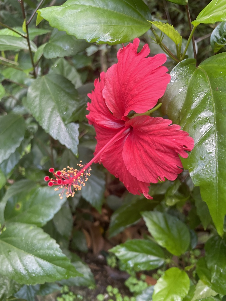 Hibiscus × archeri from Dominican Tree House Village, Santa Barbara De ...