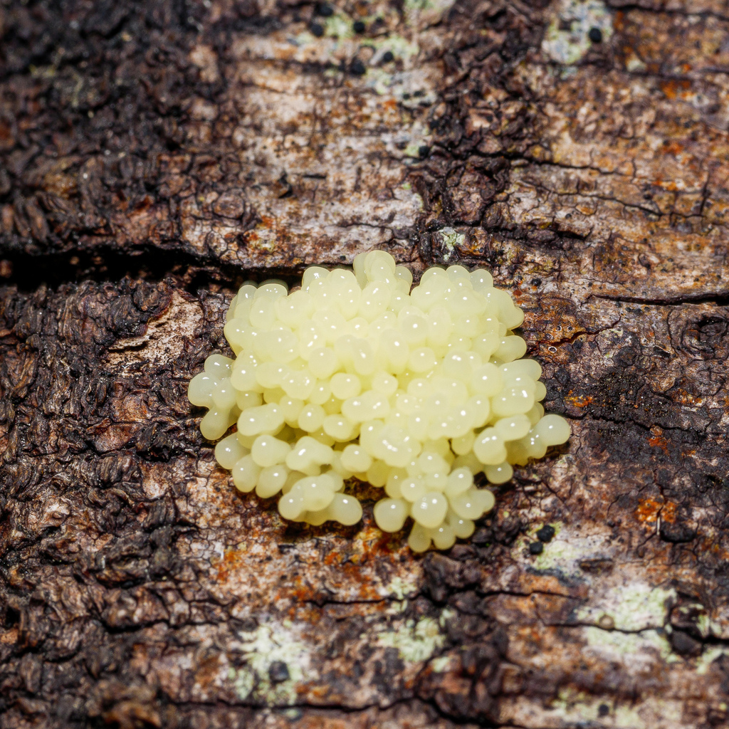 true slime molds from Springfield, New Zealand on January 4, 2023 at 05 ...