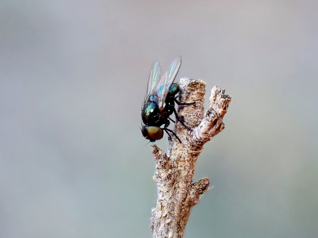 Acalyptrate Flies in November 2023 by cinclosoma · iNaturalist