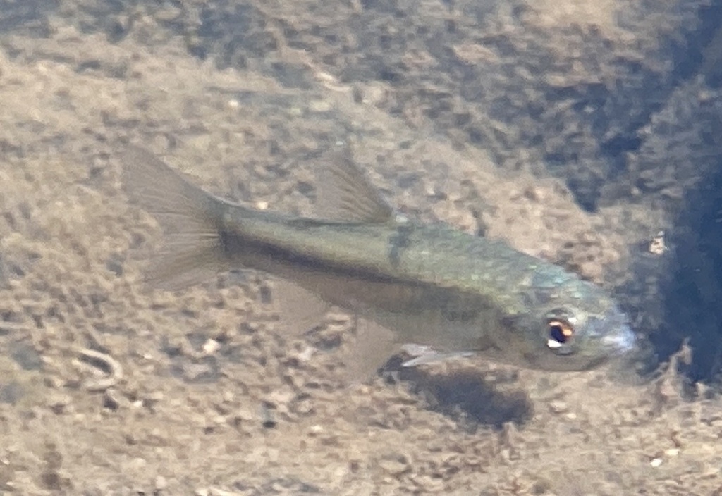 Treur River Barb from Thaba Chweu, Sabie, MP, ZA on November 4, 2023 at ...