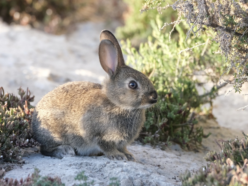 European Rabbit from Wyperfeld National Park, Big Desert, VIC, AU on ...