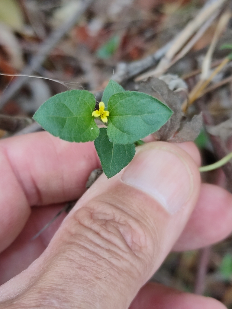 straggler daisy from Maryborough QLD 4650, Australia on November 7 ...