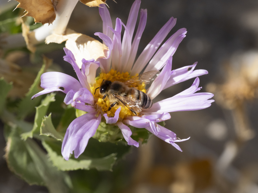 Western Honey Bee from San Diego County, CA, USA on November 5, 2023 at ...