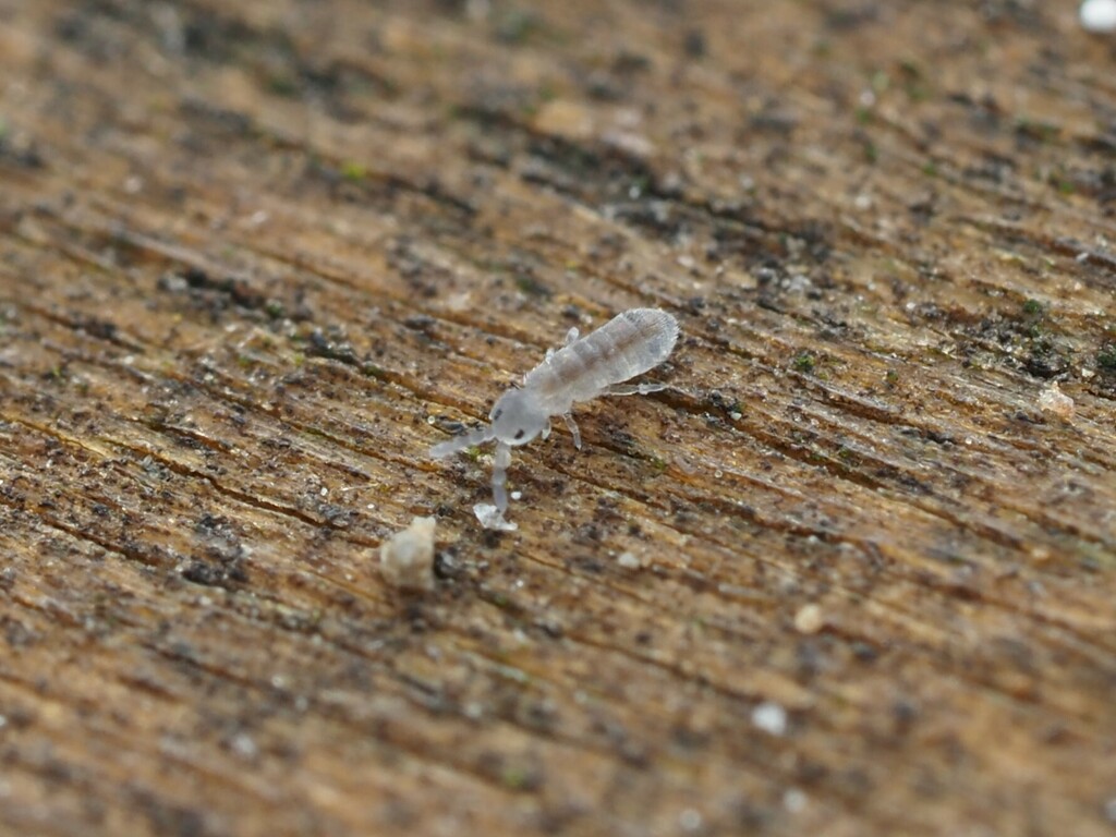 Smooth Springtails from Westown, New Plymouth 4310, New Zealand on ...
