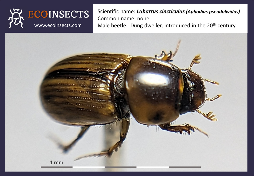 Labarrus cincticulus from Canowindra NSW 2804, Australia on November 4 ...