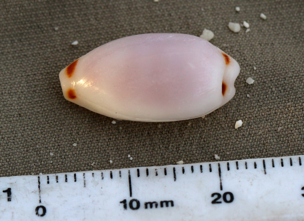 four-spotted cowrie from Augusta Is., Raja Ampat Regency, West Papua ...