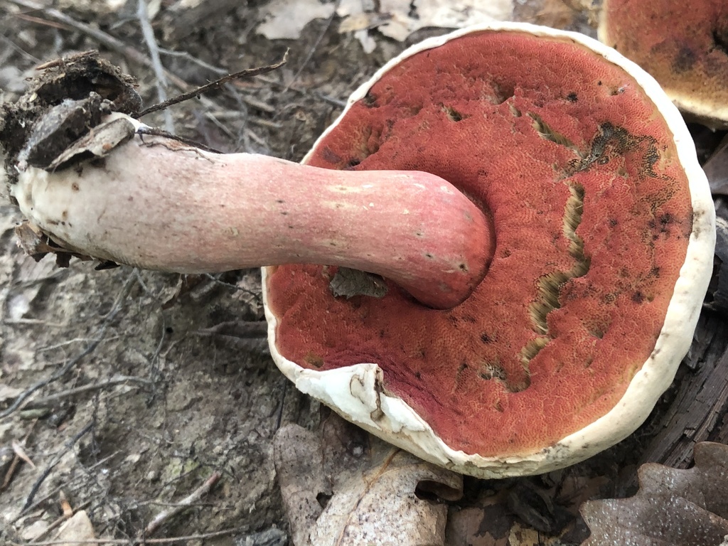 Caloboletus firmus from Iroquois Park, Louisville, KY, US on July 16 ...