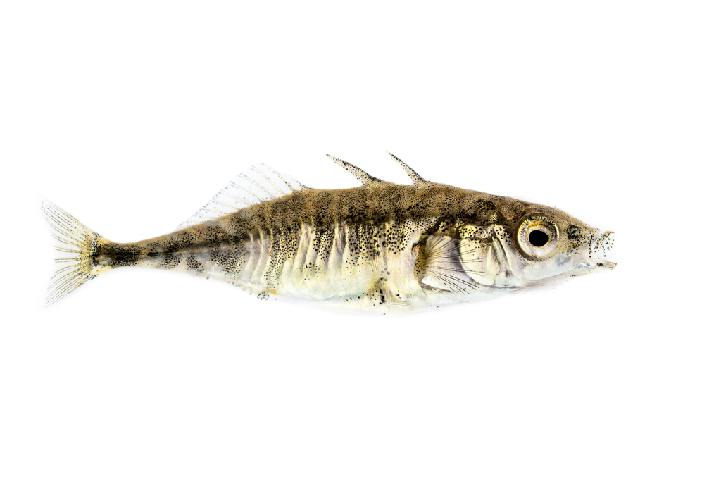 Threespine Stickleback from Trzcianka, Polska on July 17, 2022 at 11:56 ...