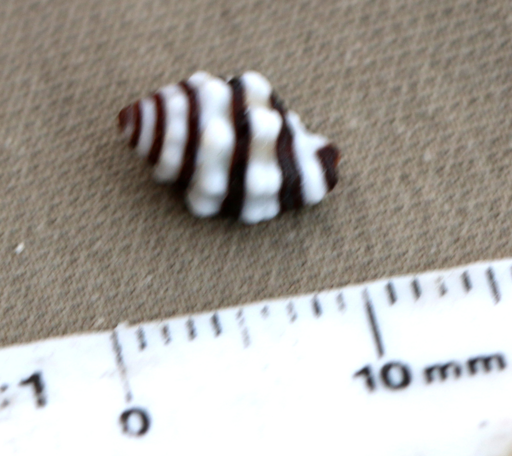 Engina zonalis from Augusta Is., Raja Ampat Regency, West Papua ...