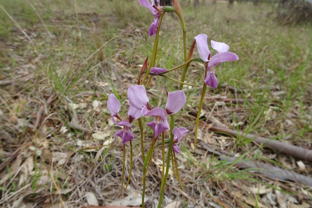 Diuris punctata punctata from Heyfield VIC 3858, Australia on November ...