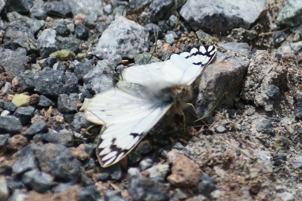 Phulia nymphula from Huarochirí, Perú on November 1, 2023 at 11:06 AM ...