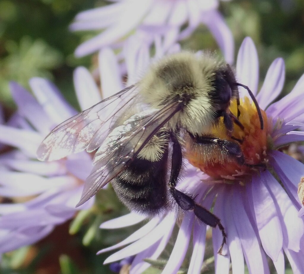 Common Eastern Bumble Bee from Lyon Park, Arlington, VA 22201 on November 5, 2023 at 12:38 PM by ...