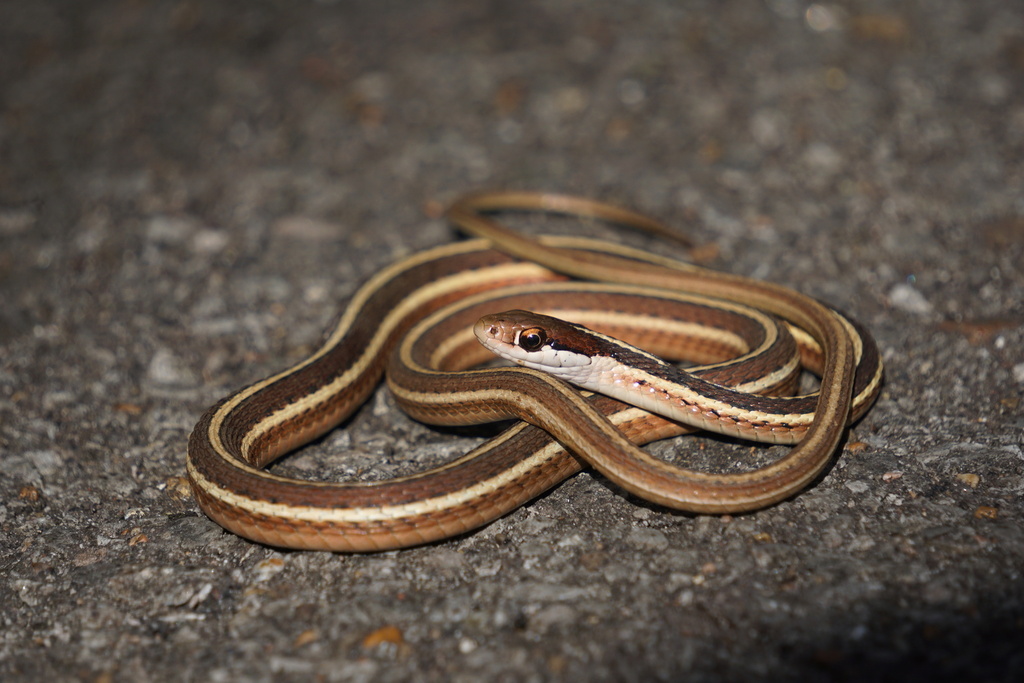 Eastern Ribbon Snake in November 2023 by Jorge Aguilera. FINALLY ...
