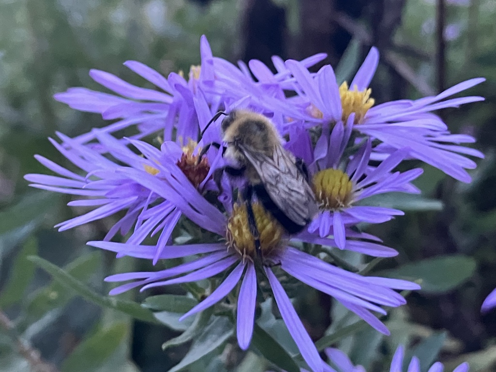 Common Eastern Bumble Bee from Indian Meadows Ln, Edwardsville, IL, US ...