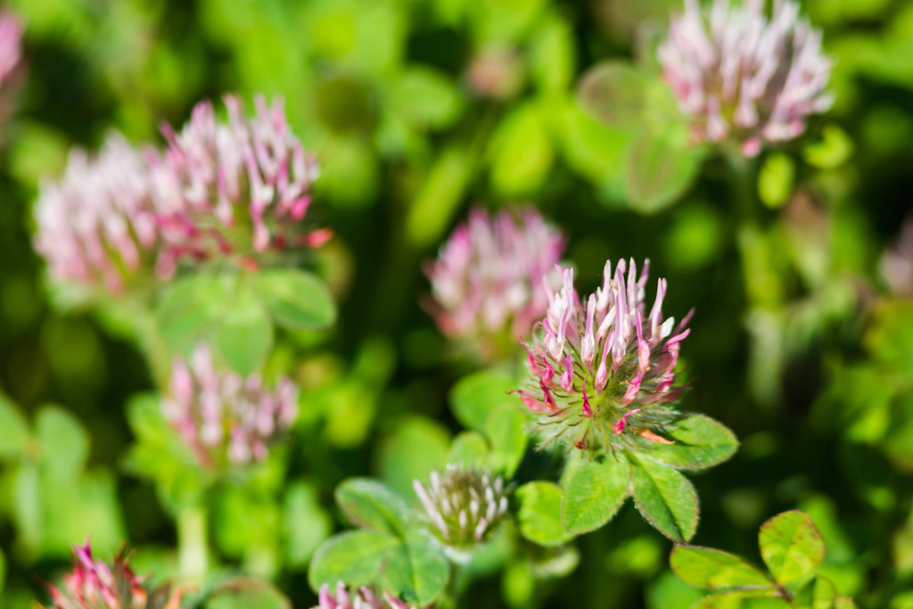 Rose Clover from Natural Bridges State Beach, Santa Cruz, CA, US on ...